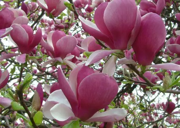 Magnolia Grandiflower.