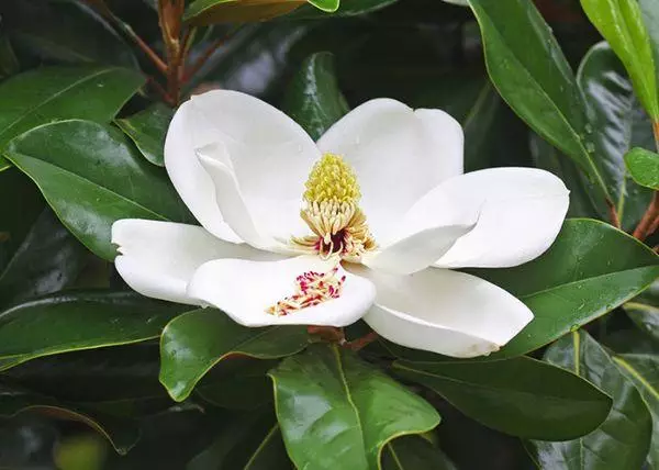 Magnolia su larga scala