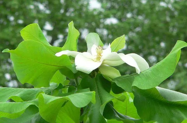 Magnolia ESHA.