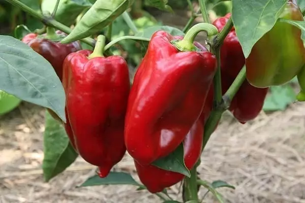 grade pepper