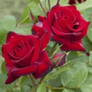 Opis i cechy róż róży Viccolo Paganini Różnorodność, Lądowanie i zasady opieki