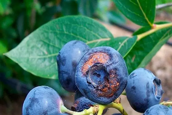 Monylize fruits.