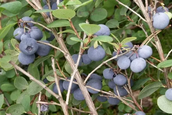 Mosaico Berries.