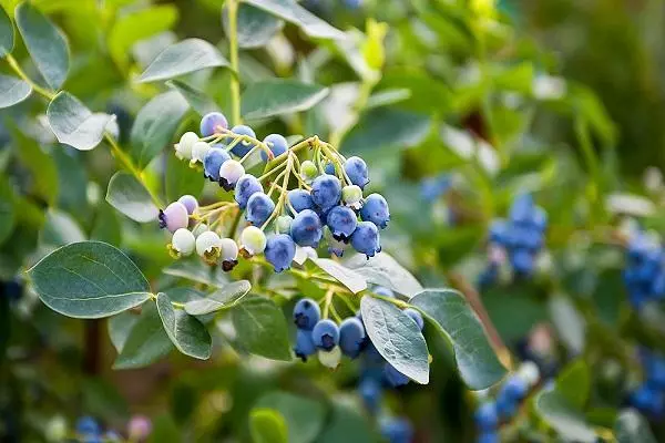 Dwarbing of Fruits.