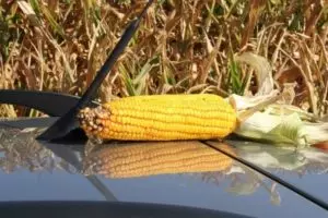 玉米的平均產量是多少？