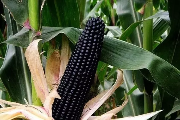 чорна кукурудза
