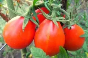 Tomat-piroj Ruĝa Tomato Grandaj Karakterizaĵoj