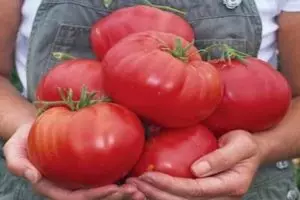 Danasîna Natisk Tomato Malniferous, taybetmendiyên mezinbûnê