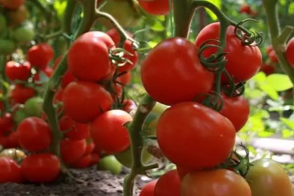 Tomati tyler