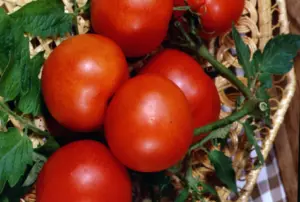 Karakterizaĵoj kaj priskribo Tomato Nakoma Tomato