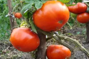 Priskribo de la vario de tomato kuum kaj karakterizaĵoj