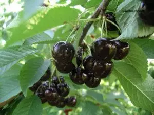 Opis i karakteristike trešnje sortiranje Lenjingrad crne, raste i njege