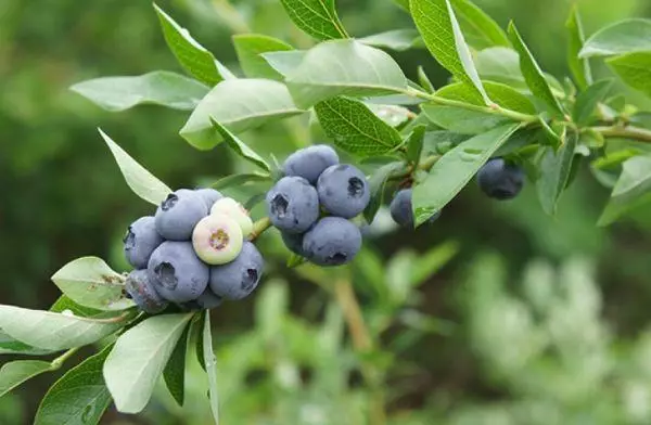 Blueberberry bluuberi