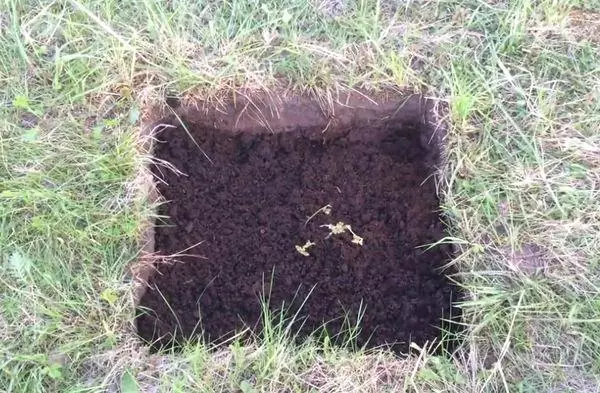 Frøplantning i hulen