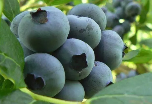 Blueberry Friichten