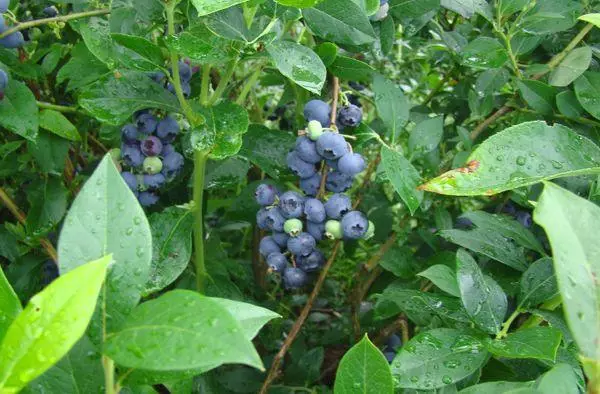 Blueberry fruta