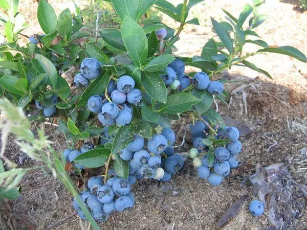 Hluas Blueberry