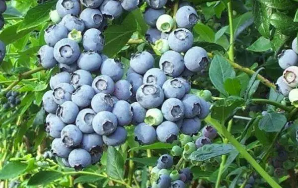 Blueberry zainketa