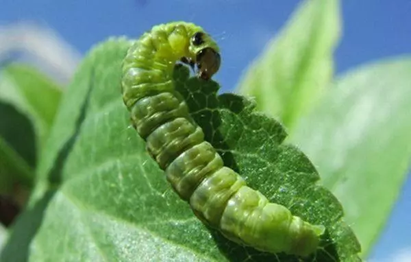 Caterpillar on a sheet