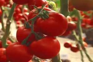 Priskribo de la frua grado de tomata korala rifo kaj ĝia kultivado