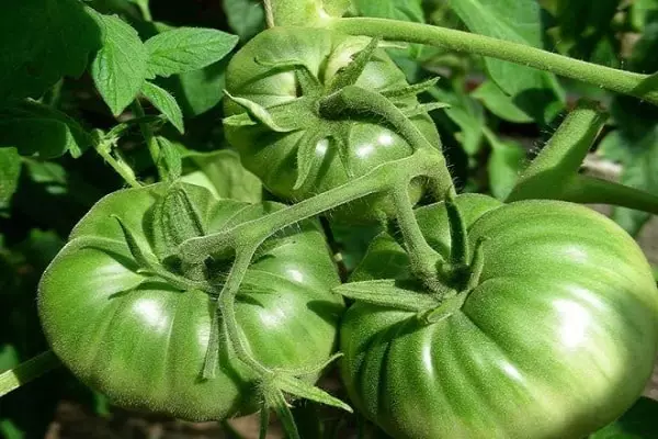 Висококачествен домат