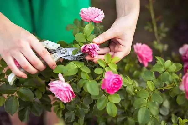 Conduct Trimming.