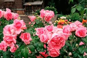 Ferskillen en oerienkomsten fan teekjen fan tee-hybride fariëteiten fan roazen en floribunds, de bêste fertsjintwurdigers fan gewaaksen