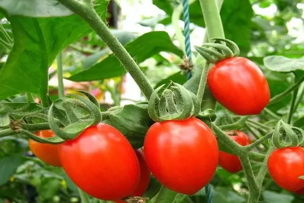 Tomates mûres