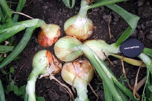 Material de plantació