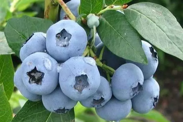 Mėlynių vaisiai
