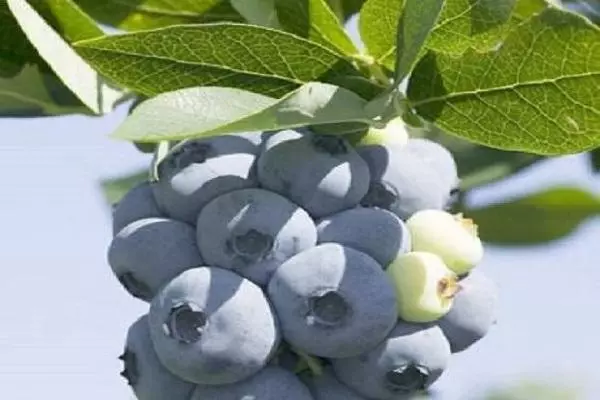 Blueberry Toro.