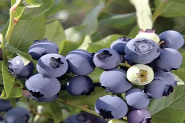 Blueberry Chandler: Cov lus piav qhia ntawm ntau yam, tsaws, tu thiab weetinging, gardener xyuas nrog cov duab