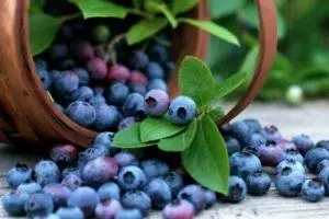 Blueberry ჯიშების პატრიოტი, სადესანტო, კულტივაცია და ზრუნვა