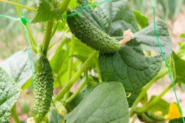 CornisOn Cucumbers