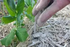 如何在溫室和開放的土壤中糾正灰辣椒