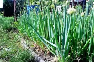 Landung, wachsende und Zwiebel-Batun im offenen Boden