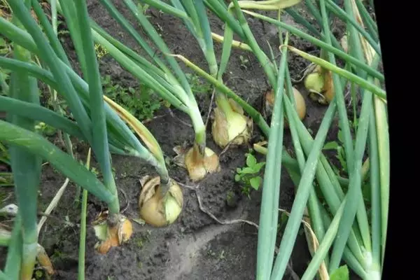 Onions in the ground