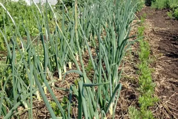 Onion growing