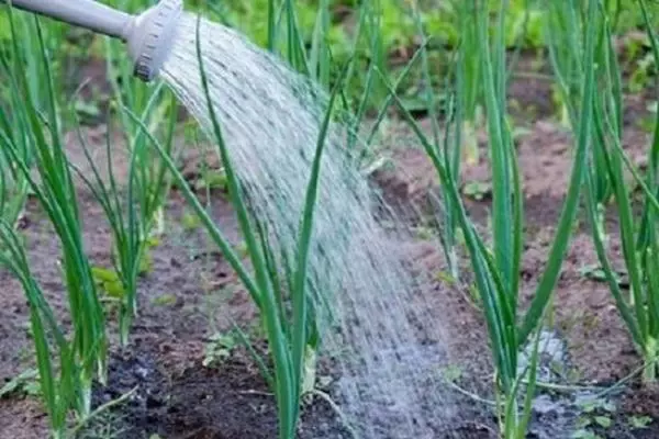 Watering Luka.