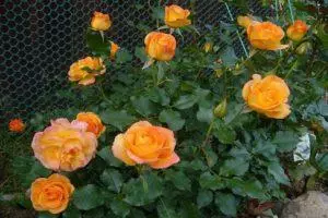 Opis i karakteristike ruža šećera, uzgoj suptiliranja