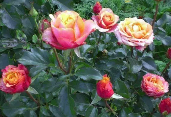Arbustos Rose.