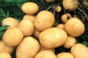 Rogunda Patates çeşitlerinin açıklaması, yetiştirme ve bakım özellikleri