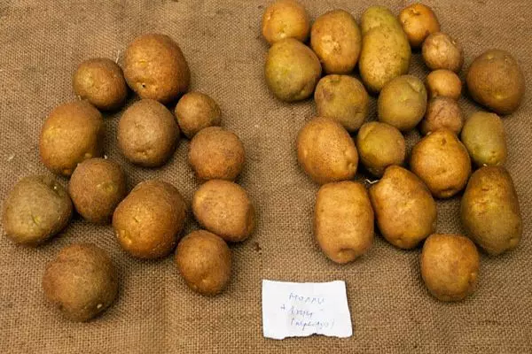 Nagtubo ang mga patatas