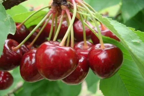 Berries वर्णन