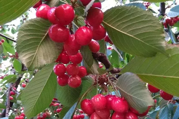Cherry Aroma.