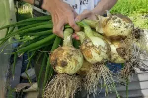 Mga termino kung kinahanglan nimo nga tangtangon ang mga sibuyas sa usa ka higdaan sa mga Urals