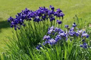 Nkọwa nke Siberian Iris, ọdịda na ọdịda anyanwụ