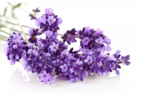 Lavender Hybrid.