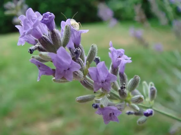 Lavendel Branch