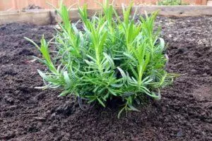 Is het mogelijk om lavendel in de herfst te transplanteren wanneer en hoe het best om het te doen